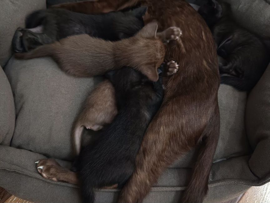 Ориентальные котята