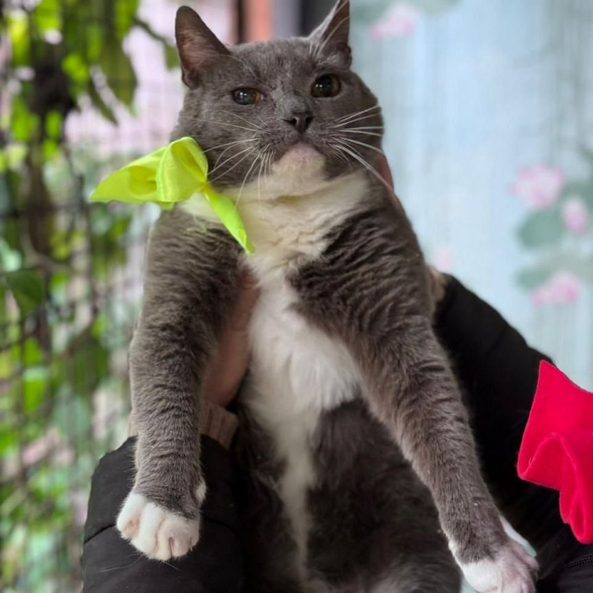 Кота замуровали в подвале