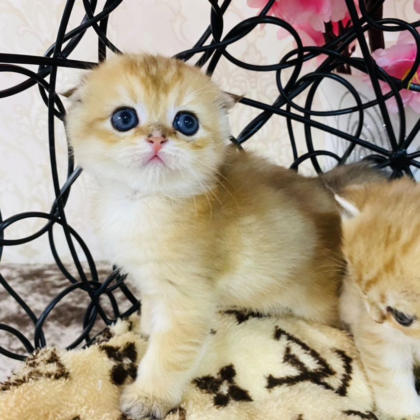 Шотландские золотые шиншиллы котята
