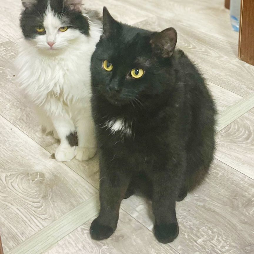 Кошки мышеловки в добрые руки