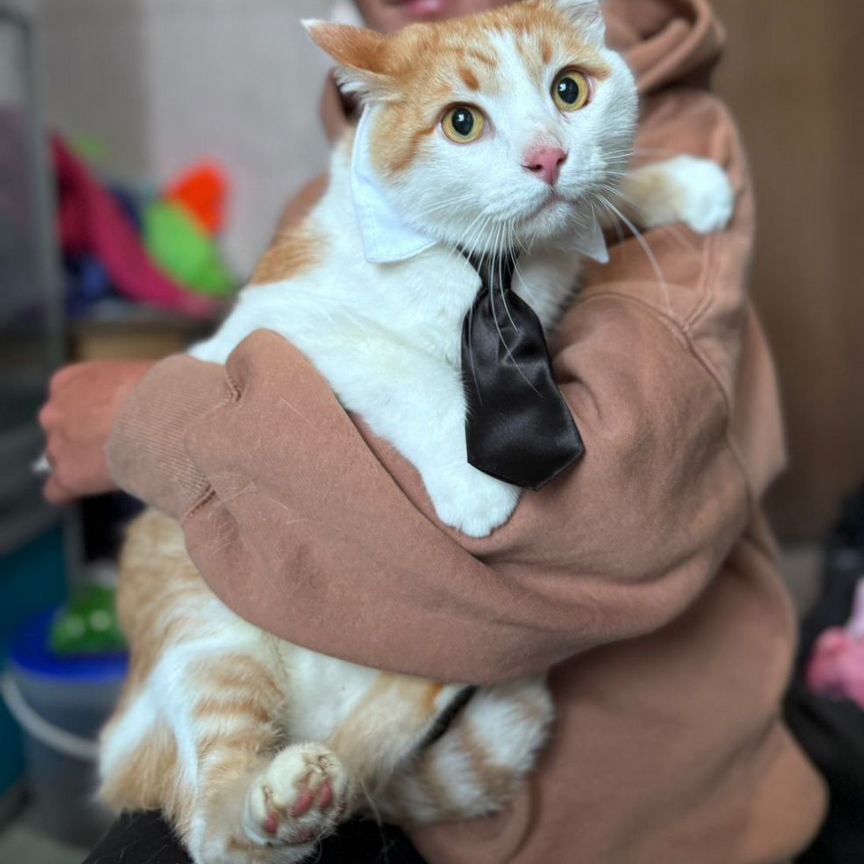 Возьмите котика из приюта