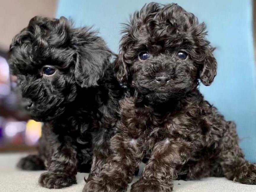 Мальтипу / чёрные бриллиантики