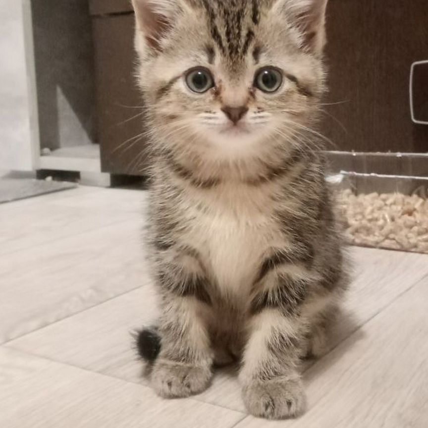 Шотландские вислоухие/прямоухие котята