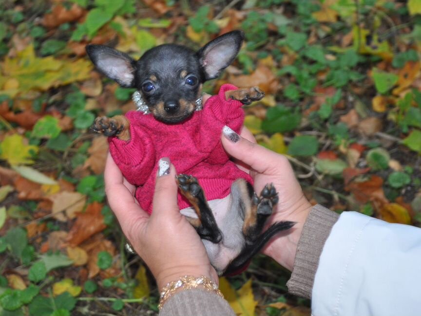 Mini девочка Кити