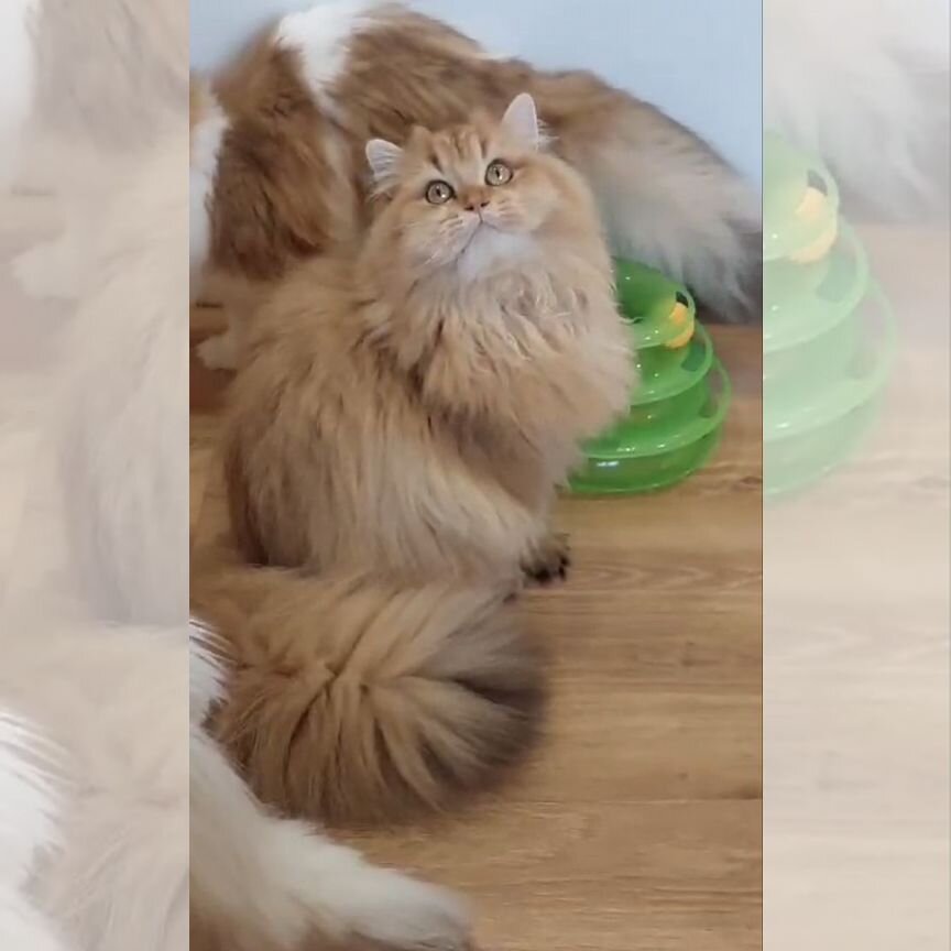 Британская длинношёрстная, взрослая кошка