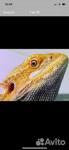 Бородатая агама