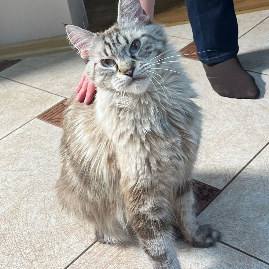 Мейн-кун, взрослая кошка