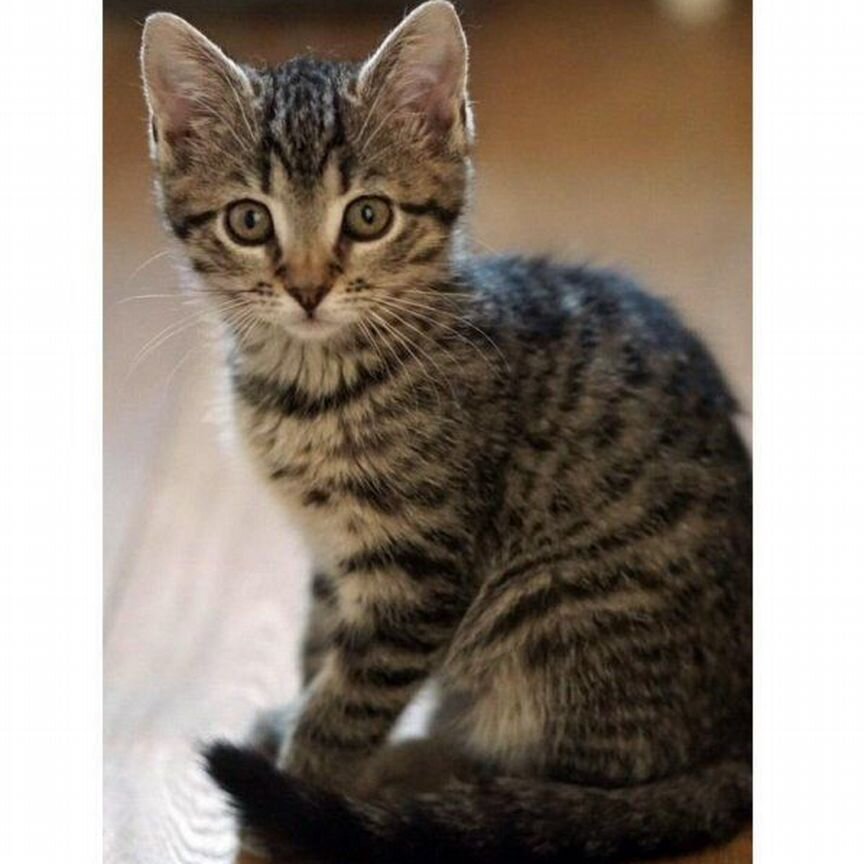 Кошка в добрые руки