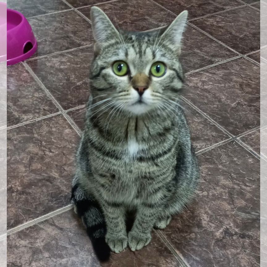 Взрослая, кошка в добрые руки