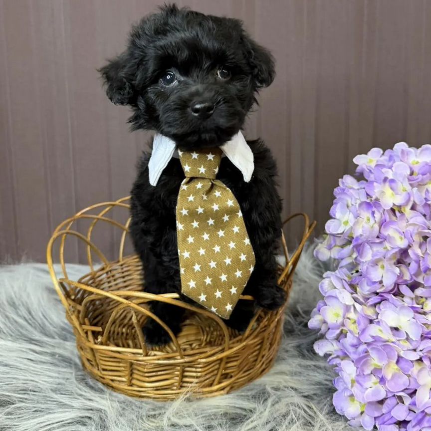 Мальтипу, щенок