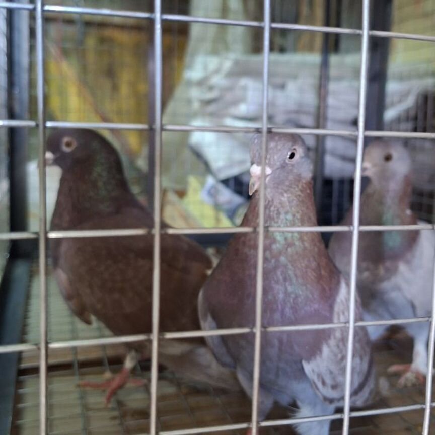 Продажа голубей