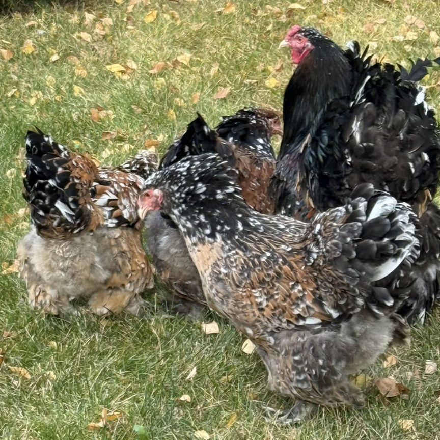 Куры породы Брама