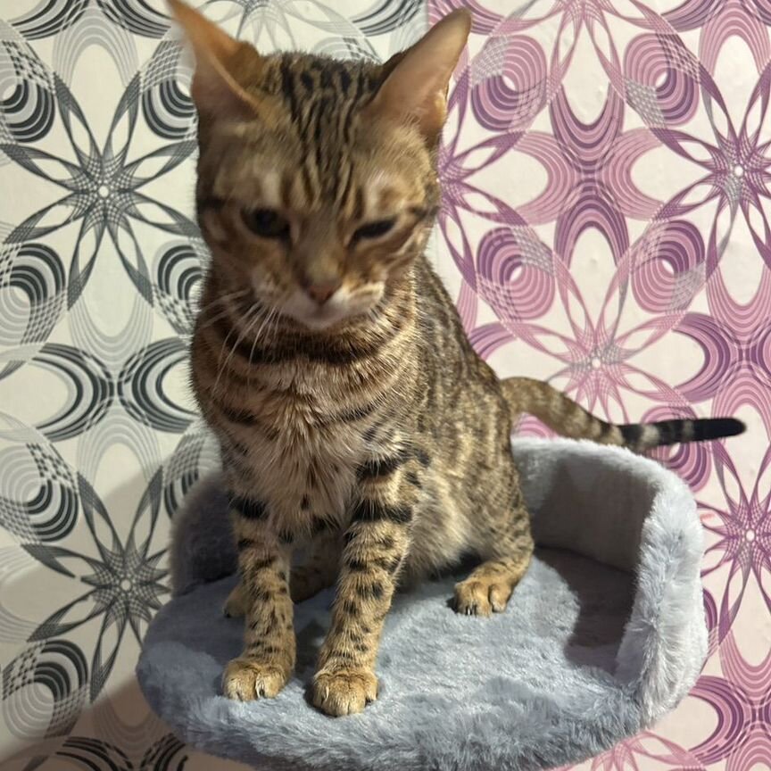 Бенгальская, взрослая кошка