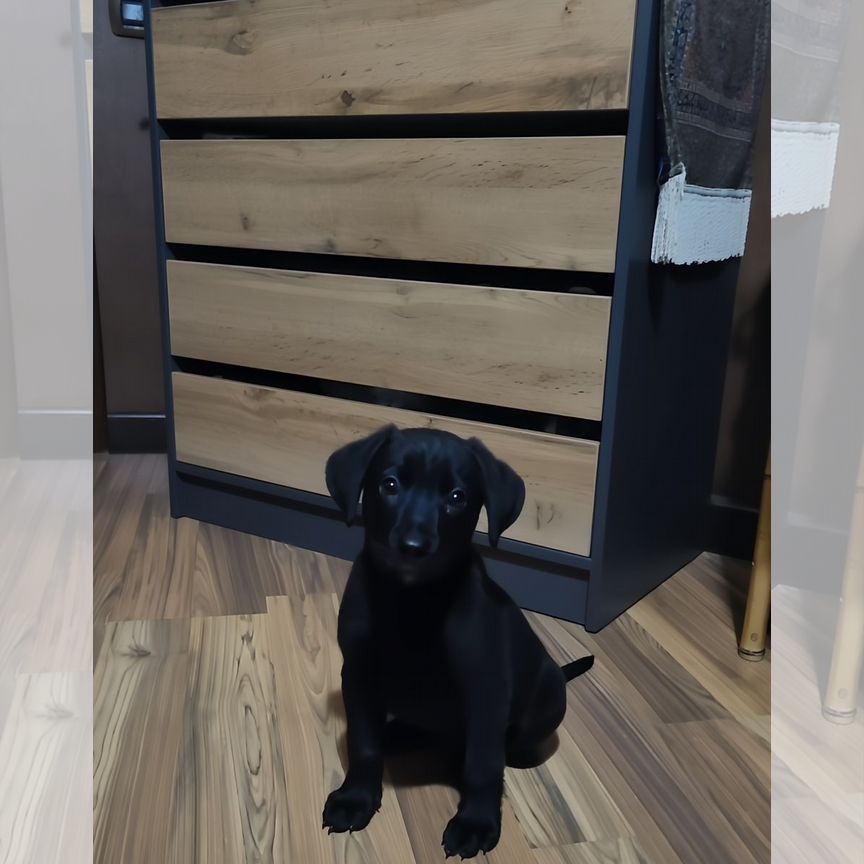 Щенок в добрые руки