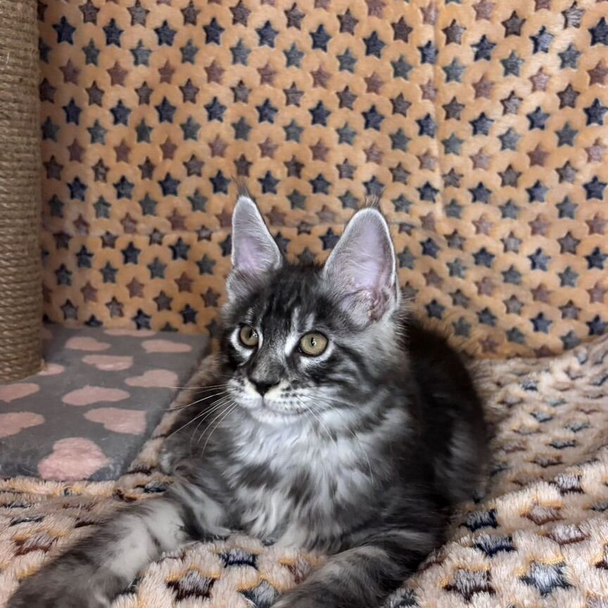 Котенок мейн-кун черный мрамор