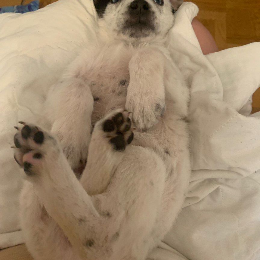 Щенки с голубыми глазами