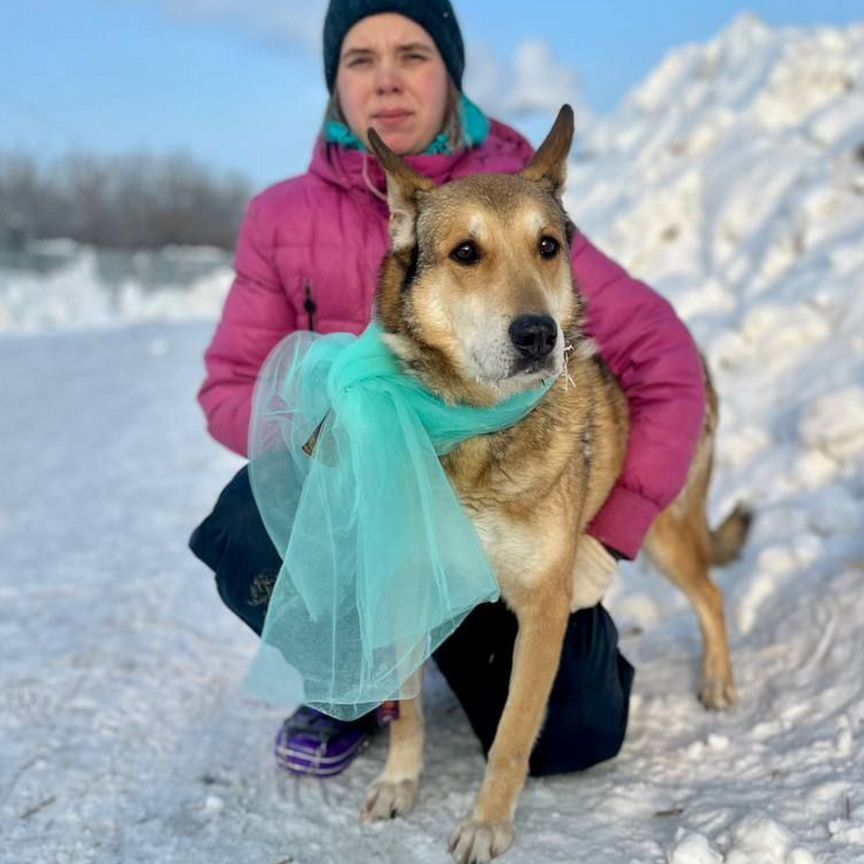 Взрослый пёс в добрые руки