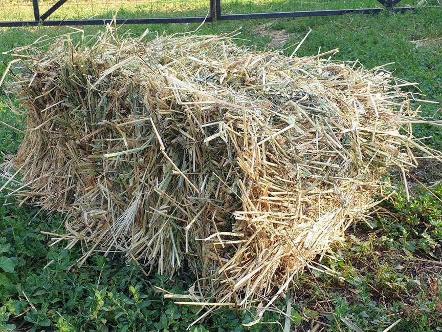 Сено Ячмень с Люцерной