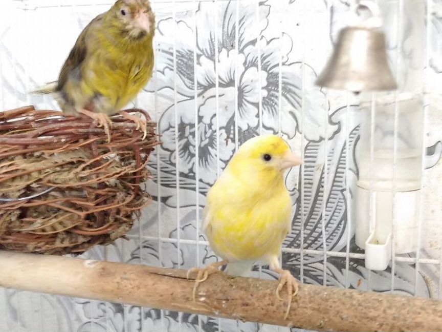 Канарейки пара