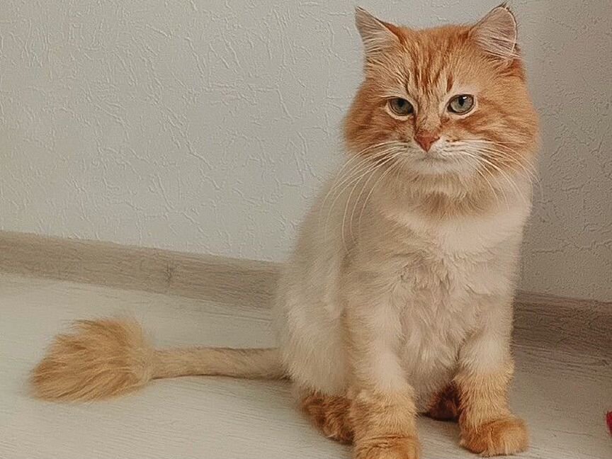 Рыжий котик красавчик