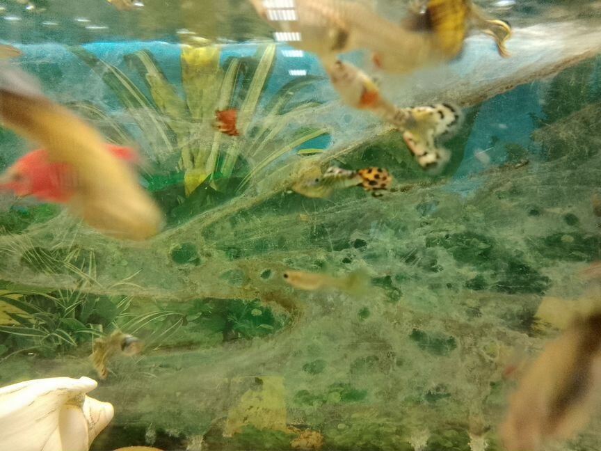 Аквариумные рыбки гуппи