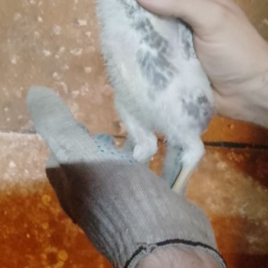 Цыплята