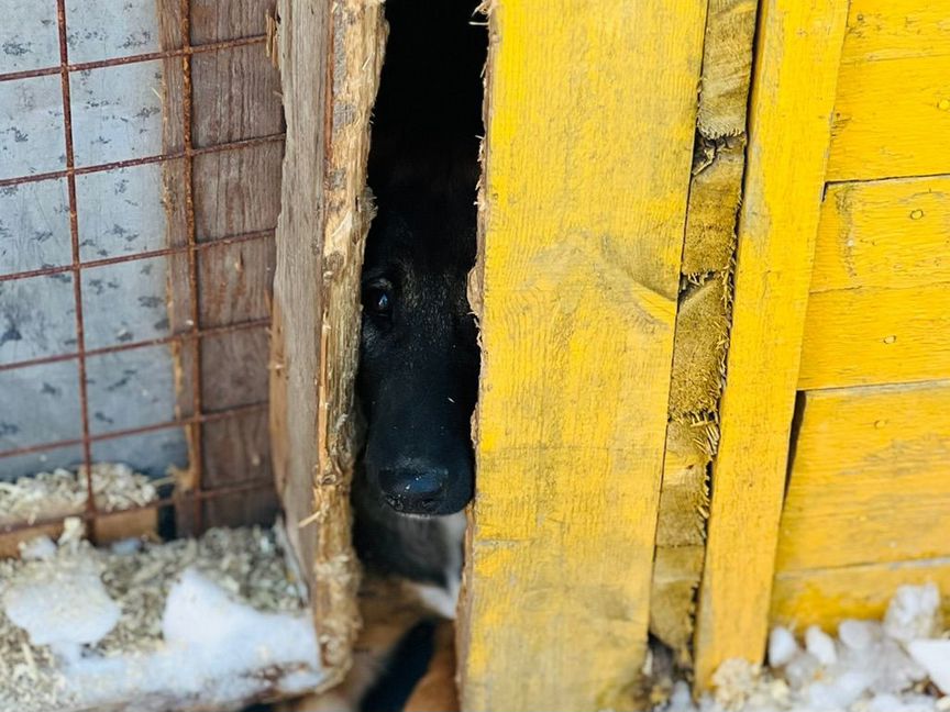 Щенок в добрые руки