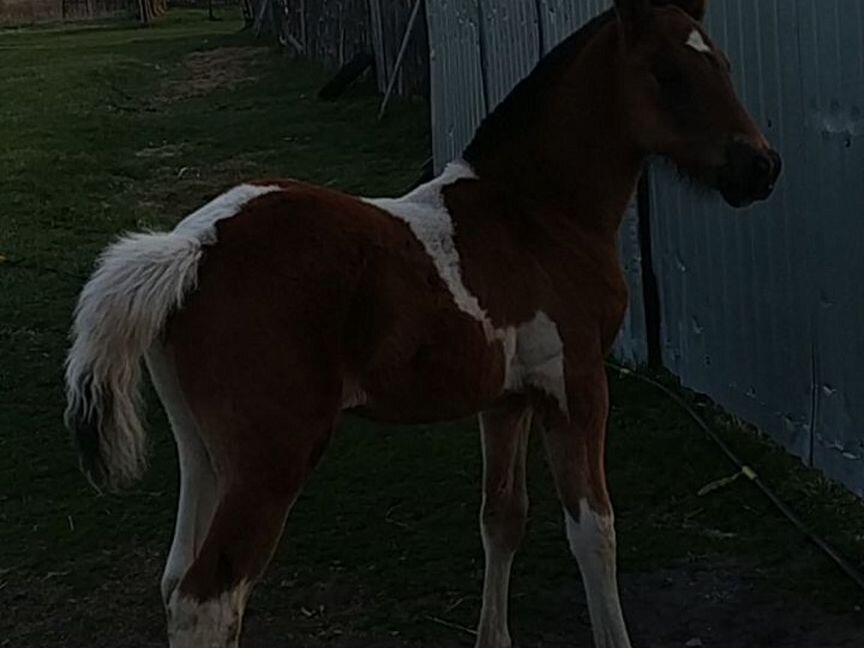 Телега для лошади