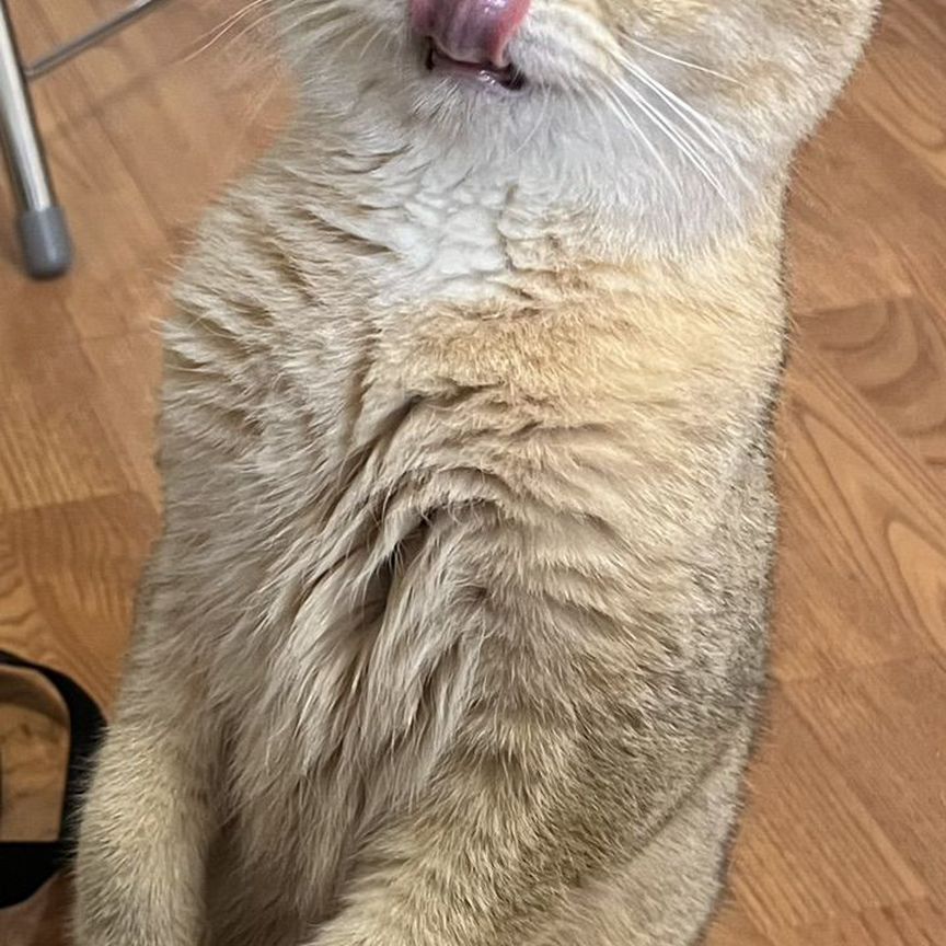 Шотланский котик
