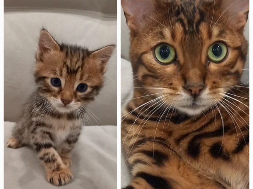 Продаётся кошечка