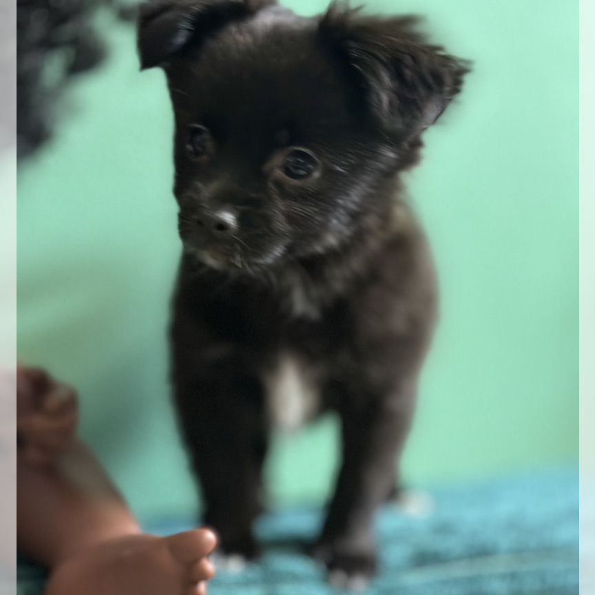 Йоркширский терьер, щенок