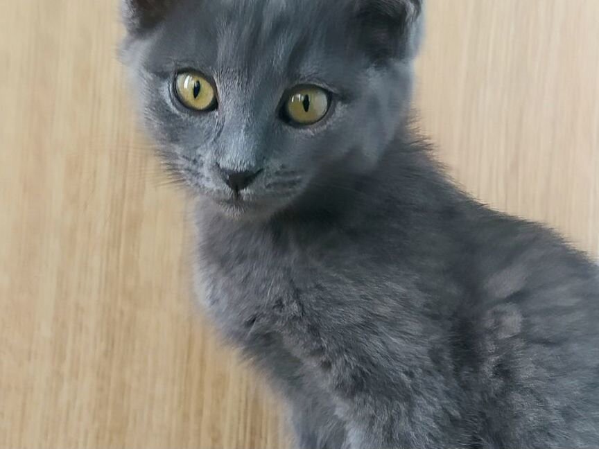 Кошечка в добрые руки