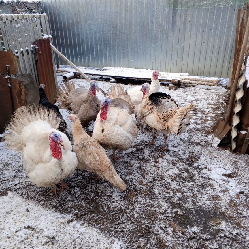 Степные индюки