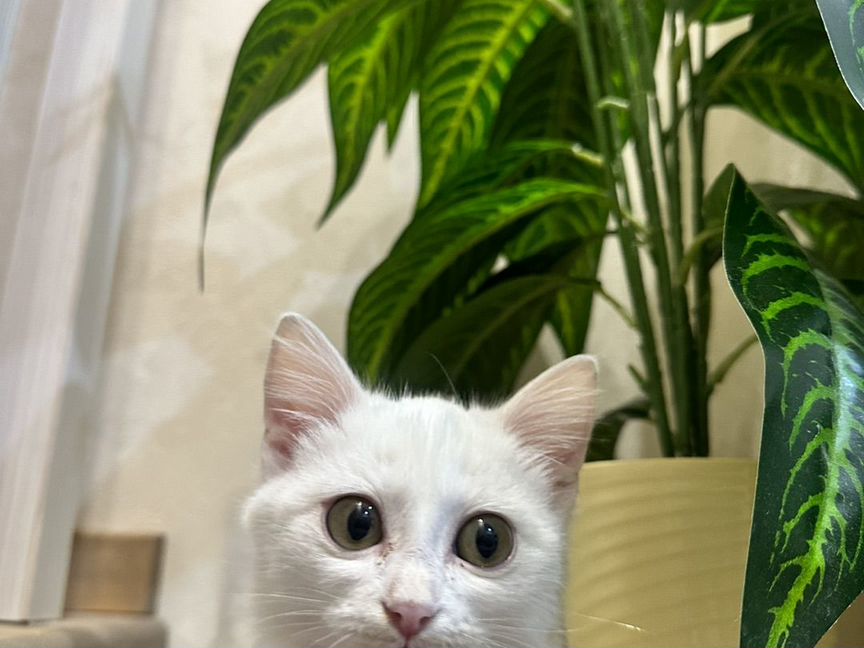 Белый котенок