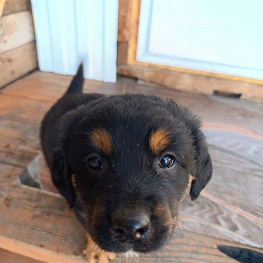 Щенки (помесь спаниель)