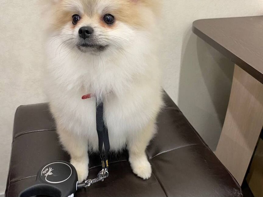 Померанский шпиц