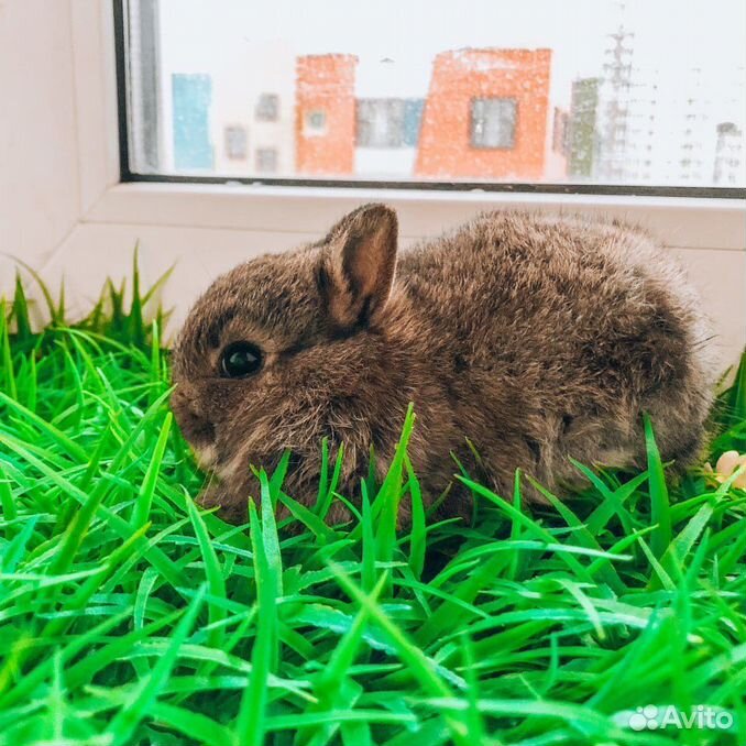 Карликовый кролик - супер мини - маленький