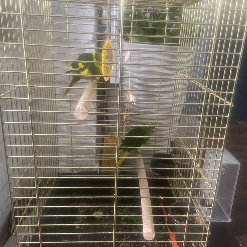 Попугай Новозиландкий какарик