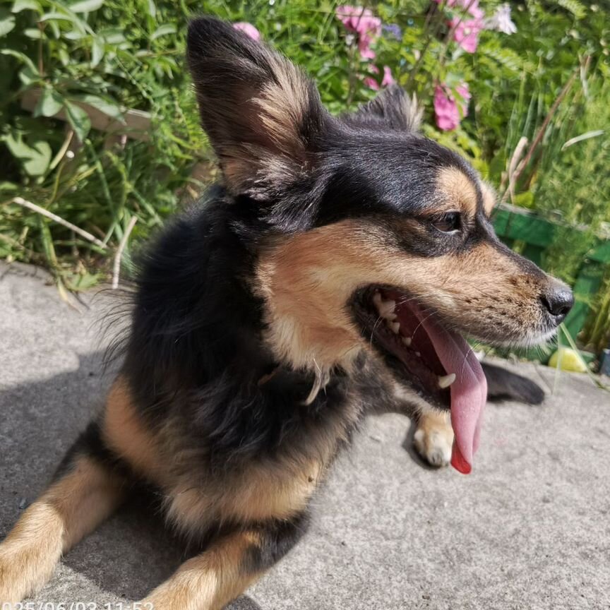 Йоркширский терьер, взрослый пёс