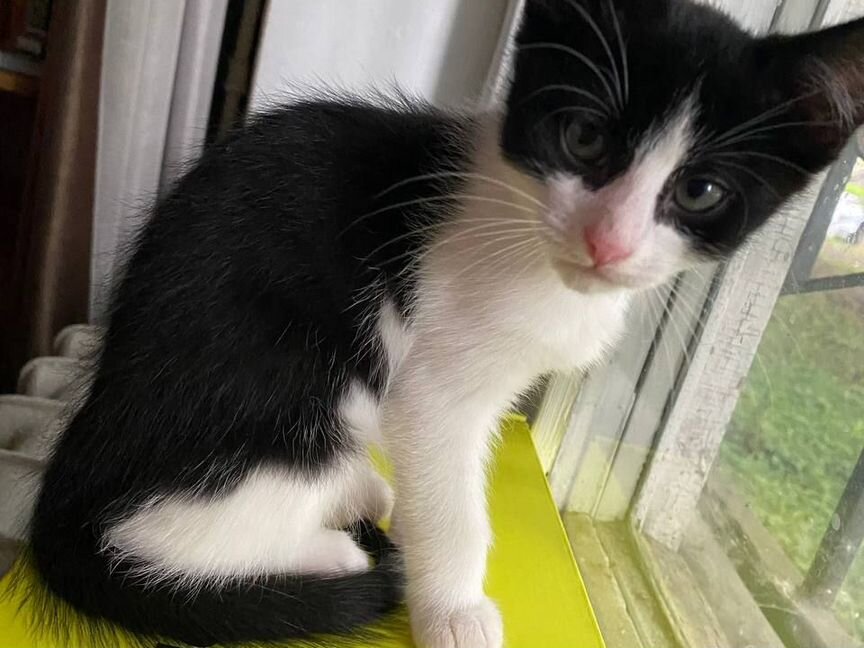 Котята ищут дом