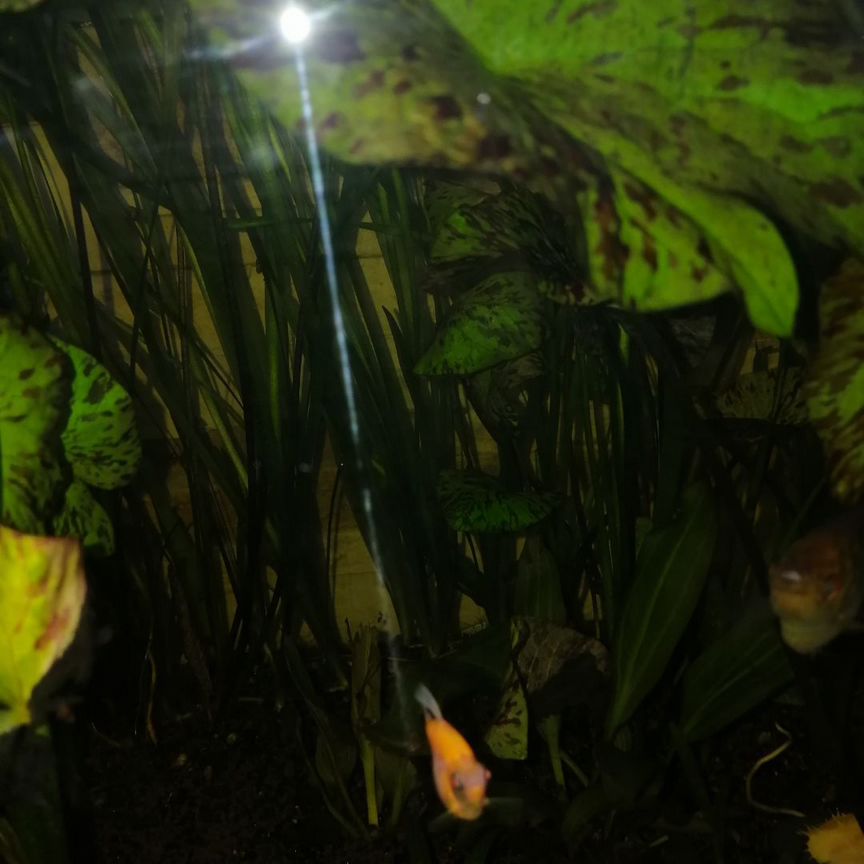 Валенсерия