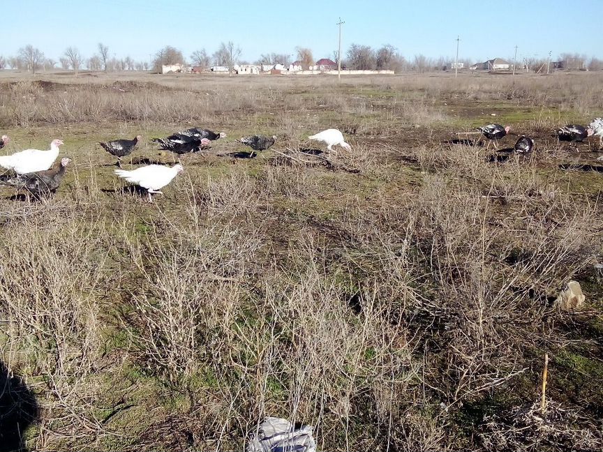 Индюки на завод