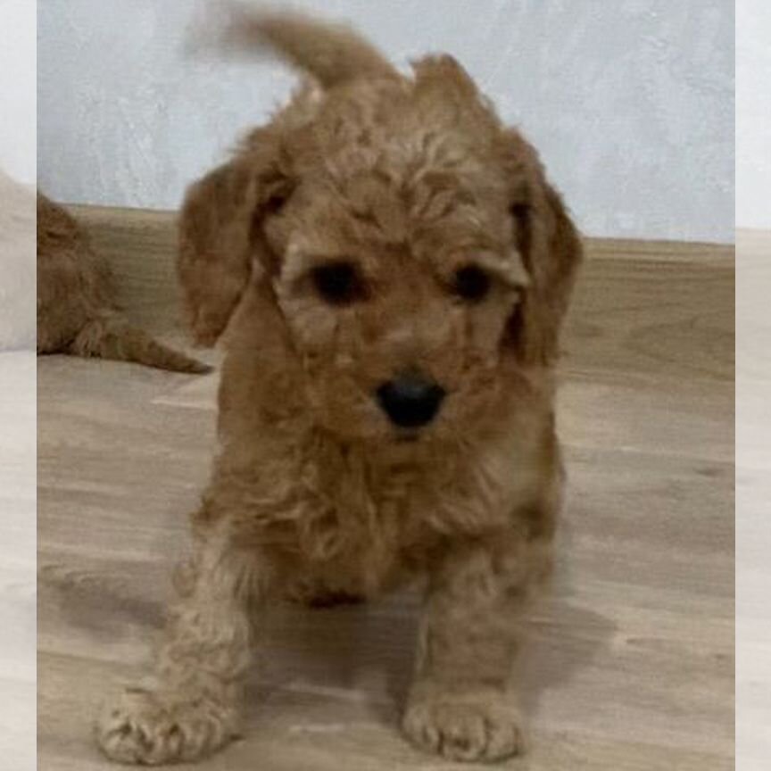 Той-пудель, щенок