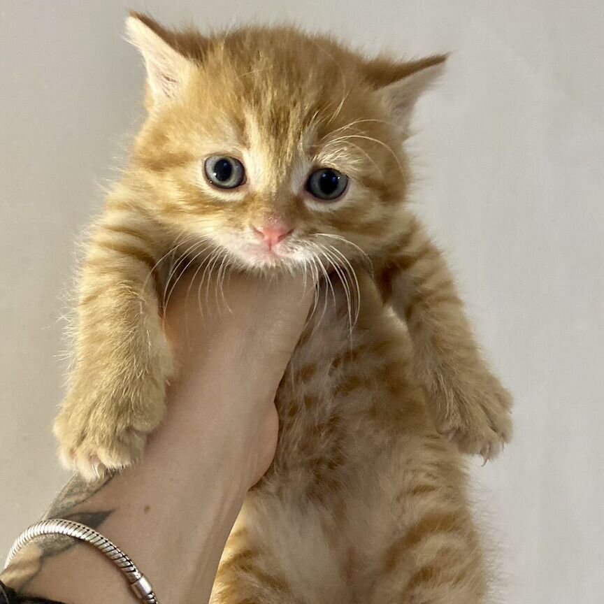 Кошки