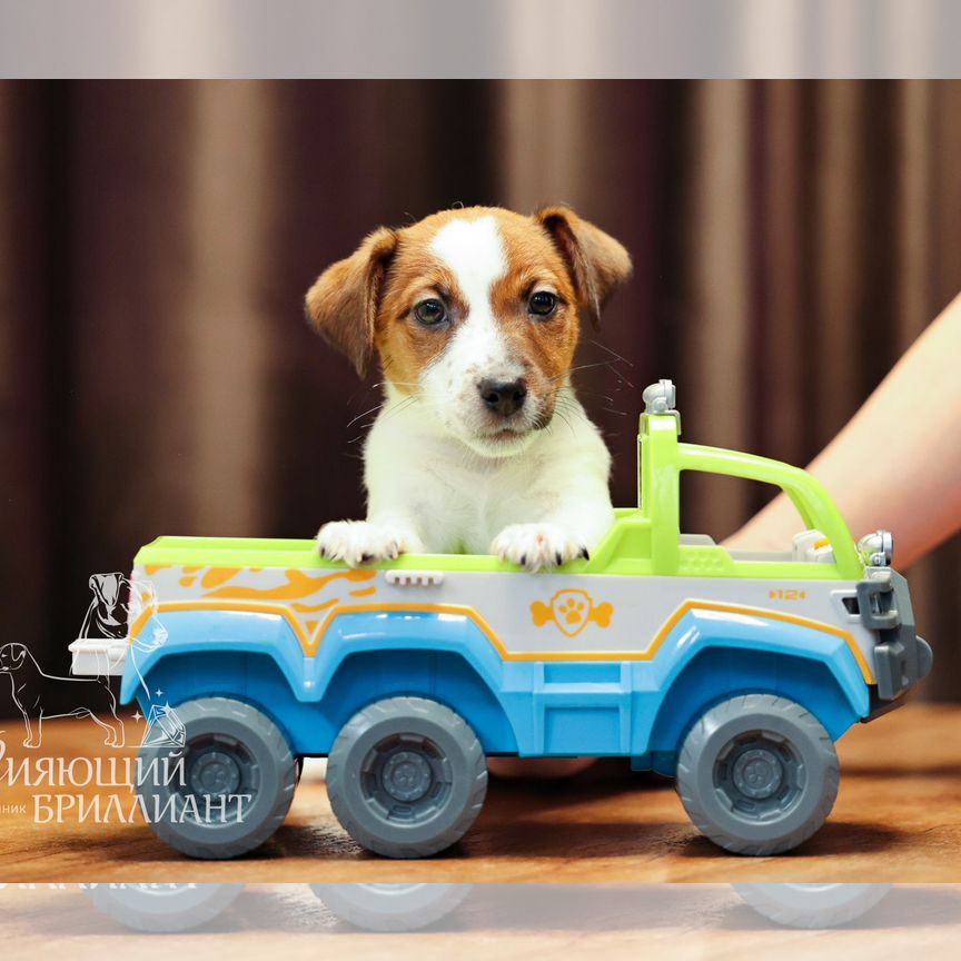 Джек-рассел-терьер, щенок