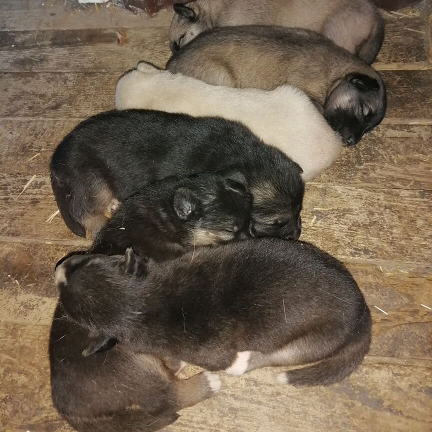 Отдам щенков в добрые руки