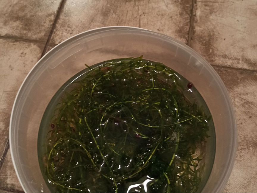 Аквариумные растения