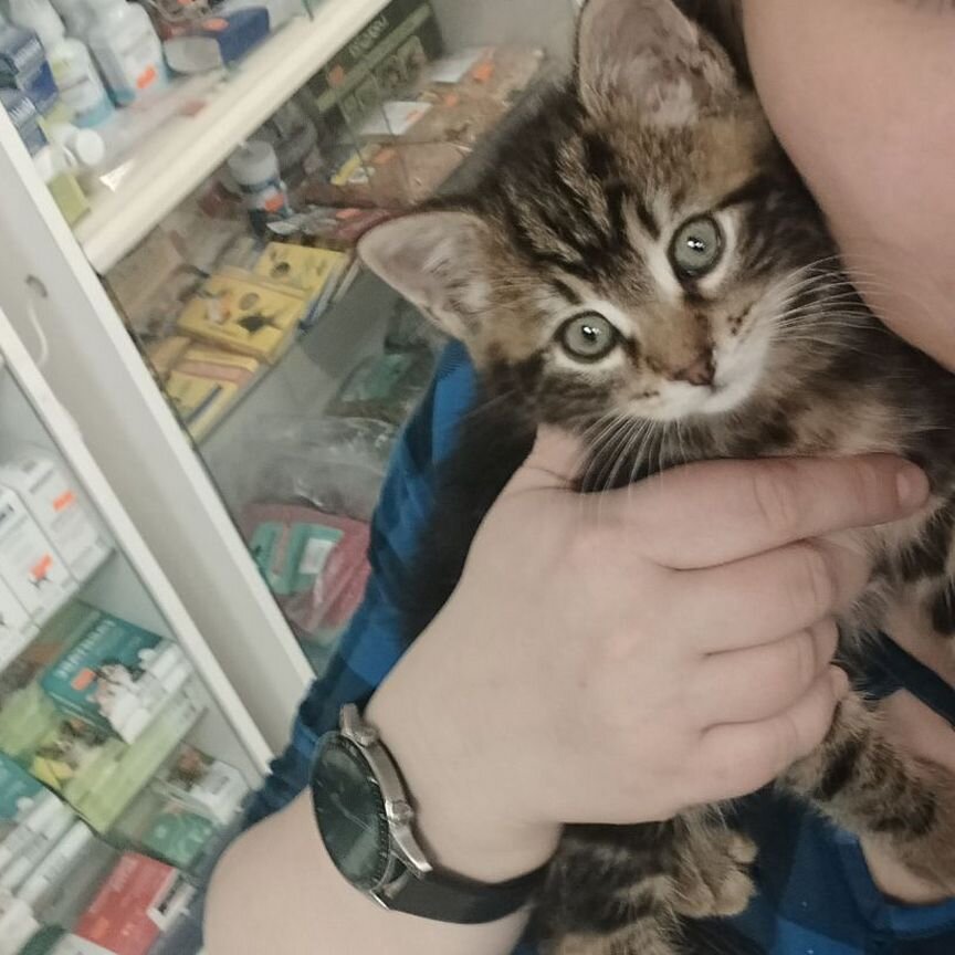Котёнок в добрые руки