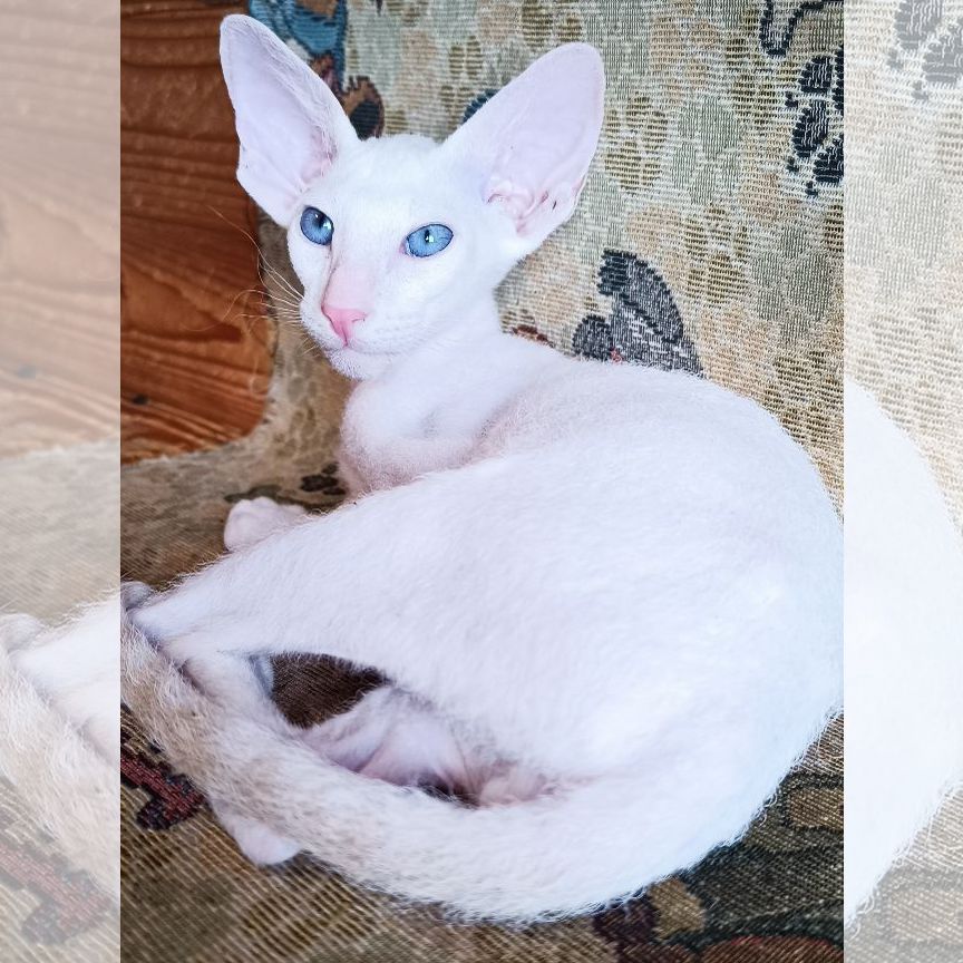 Петерболд котёнок