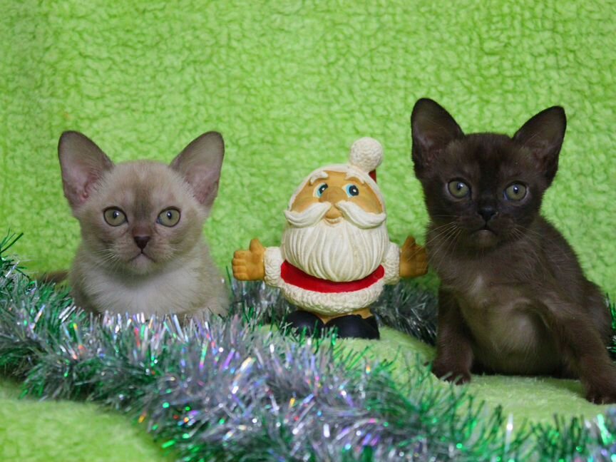 Бурманские котята